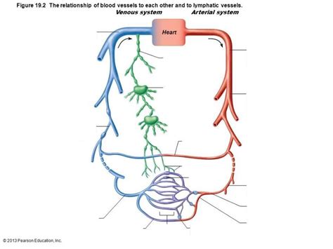 A P 2 Relationship Of Blood Vessels Diagram Quizlet