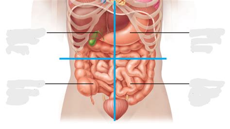 Quadrants Of The Abdominopelvic Region Diagram Diagram Quizlet