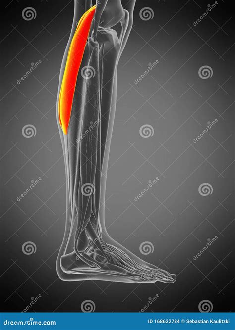 Anatomy Illustration Gastrocnemius Stock Illustration Illustration