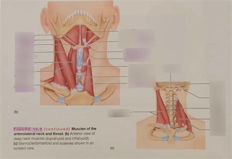 Biology Lab Muscles Of The Neck Diagram Quizlet
