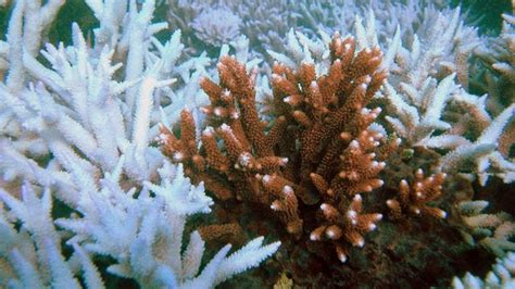 50 Of The Great Barrier Reef Is Now Dead Or Dying 93 Is Bleached
