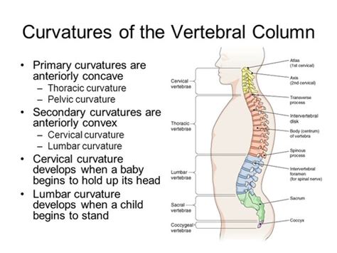 Ms Exam Ii Spine Spine Flashcards Quizlet