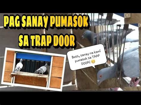 PARAAN PANO SANAYIN PUMASOK SA TRAPDOOR ANG KALAPATI YouTube