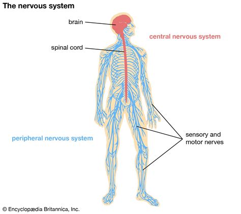 siesta Monótono tengo hambre human anatomy central nervous system