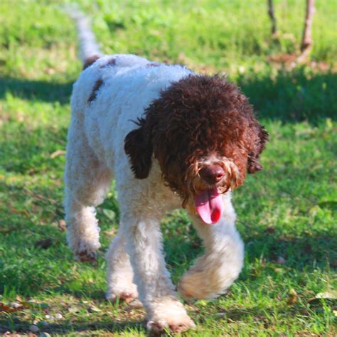 Il carattere del Lagotto Romagnolo perchè un Lagotto Romagnolo come
