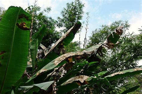 Enfermedad Vegetal Destrozo De Hoja Del Pl Tano Pl Tano Salvaje