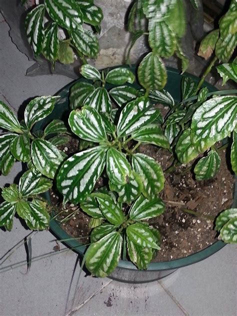 Buenas noches Alguien me podría ayudar con el nombre de estas plantas