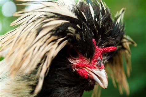 A Topetuda Galinha Polonesa Se Destaca Entre As Aves Ornamentais Meus