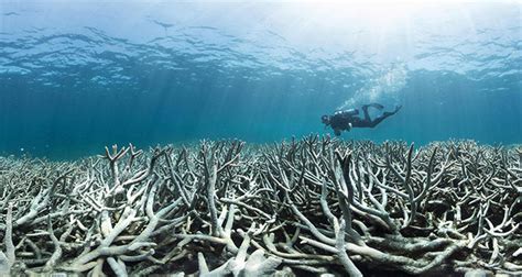 Half Of Australia S Great Barrier Reef Coral Dead Or Dying