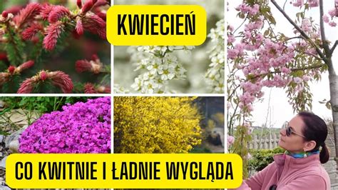 Kwiecie Ro Liny Kt Re Kwitn I Adnie Wygl Daj W Kwietniu Co