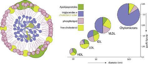 Composition And Main Physical Chemical Properties Of Major Lipoproteins