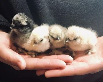 All About Silkie Chickens Flockjourney