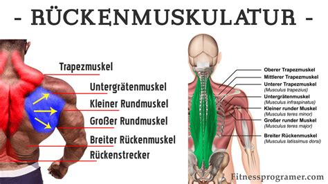 Rückentraining So Bekommst Du Einen Breiten Rücken