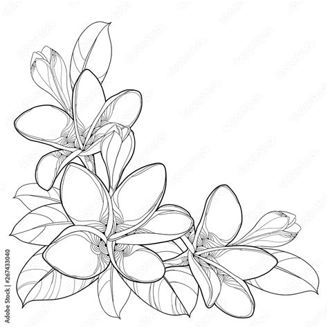 Corner Bouquet Of Outline Plumeria Or Frangipani Flower Bunch Bud And