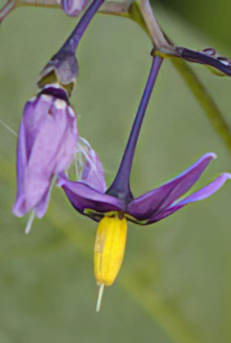 Dulcamara East London Nature