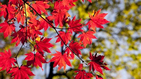 Equinoccio Otoño 2018 Cuándo empieza el otoño