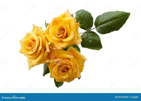 Tres Rosas Anaranjadas Amarillentas Hermosas Aisladas En El Fondo