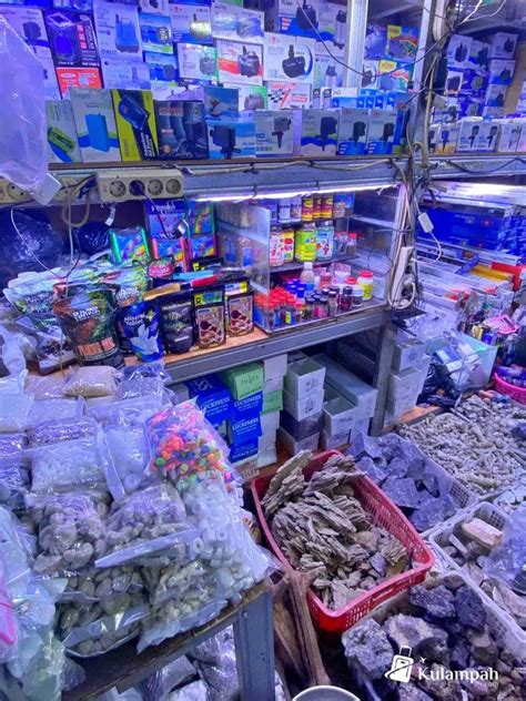 Main Ke Pasar Ikan Hias Jatinegara Ikan Murmer An