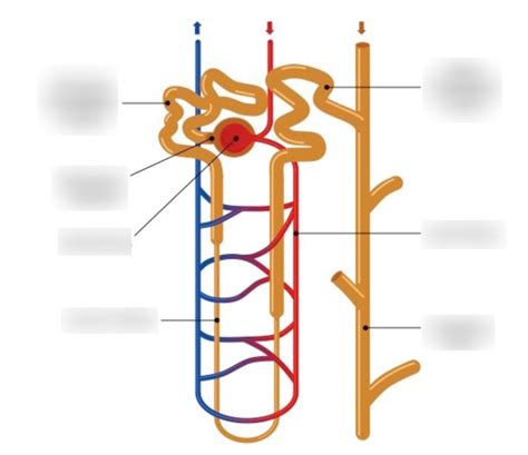 Nephron Diagram Quizlet