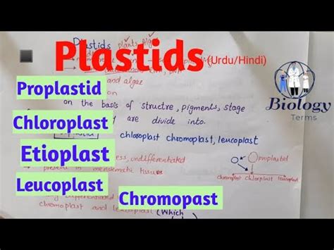 Plastids Structure And Function Chloroplast Chromoplast Leucoplast
