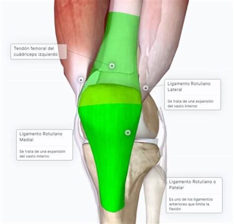 Articulación de la Rodilla CURSO ANATOMÍA Paradigmia