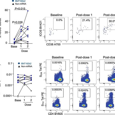 Ctfh Responses Following Immune Recall A Representative Staining Of