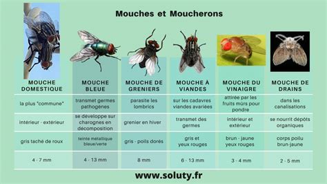 Comment Trouver Un Nid De Mouches Dans Une Maison Home Alqu