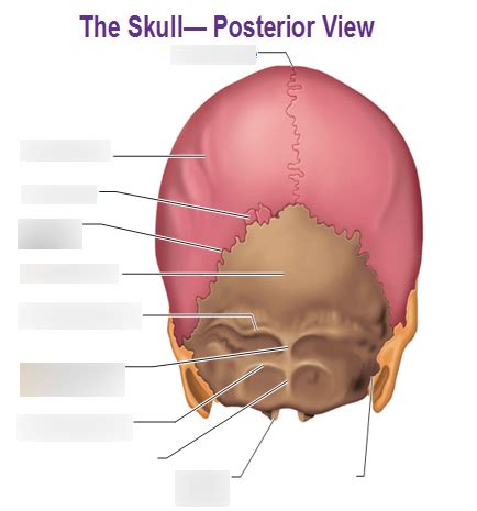 The Skull Posterior View Diagram Quizlet