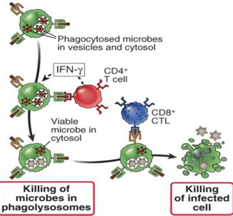 Microbiology Immunology Adaptive Immune System Antigen Recognition
