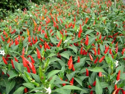 Cara Menanam Cabe Yang Baik Dan Benar Flora Dan Fauna Cara Menanam