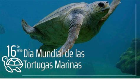 Día Mundial De Las Tortugas Marinas Protegiendo A Estas Ancestrales