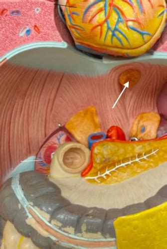 Digestive System Torso Intestines Lab Identification Flashcards Quizlet