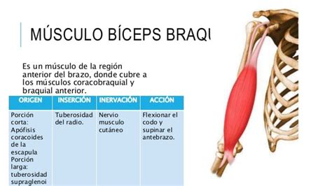 Musculo Braquial Anterior
