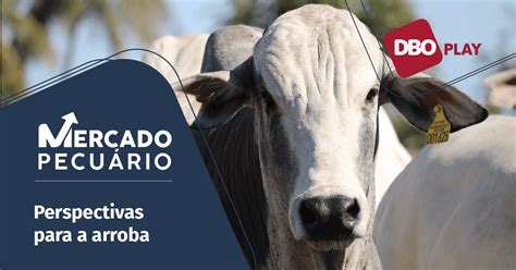 Mercado futuro do boi gordo e gripe aviária no Brasil são temas de