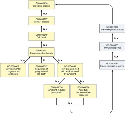 simplified directed acyclic graph dag illustrating several terms download scientific diagram
