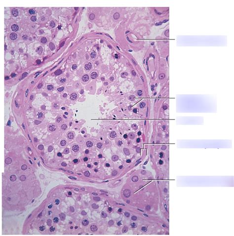 Seminiferous Tubules Diagram Quizlet