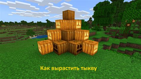 Как вырастить тыкву и сделать светильник джека тыквенный пирог