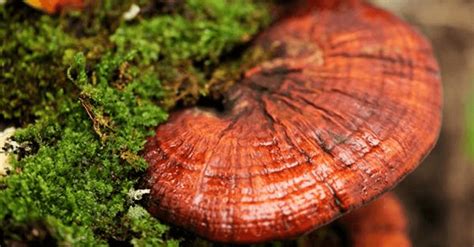 Reishi Mantarı Nedir Faydaları Nelerdir Nasıl Kullanılır Obezite Haber