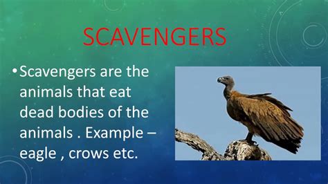 What Are The Difference Between Scavengers And Parasites YouTube