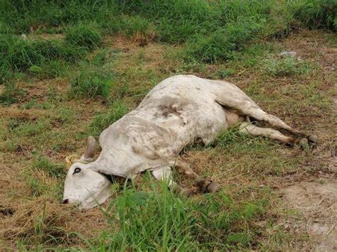 La Jornada Alertan de muerte masiva de reses por sequía en Campeche