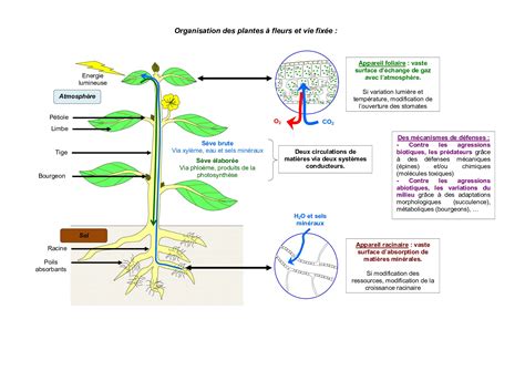 Organisation des plantes à fleurs et vie fixée Fiche de révision