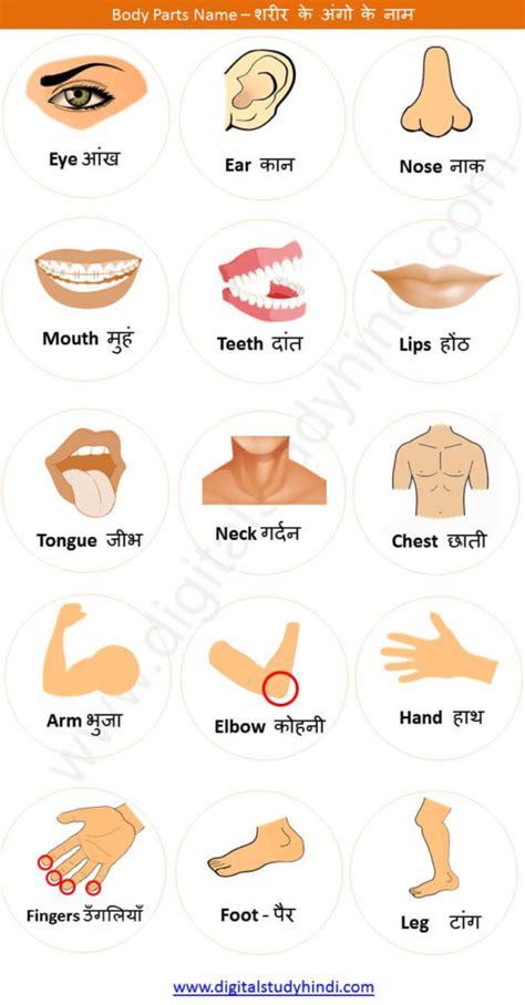 Parts Of Body Name In Hindi And English With Pictures Atelier Yuwa