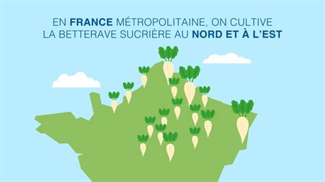 La culture de la betterave sucrière ou betterave blanche Cultures sucre