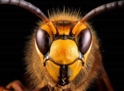 Guêpes abeilles frelons quelles différences Planète Animaux
