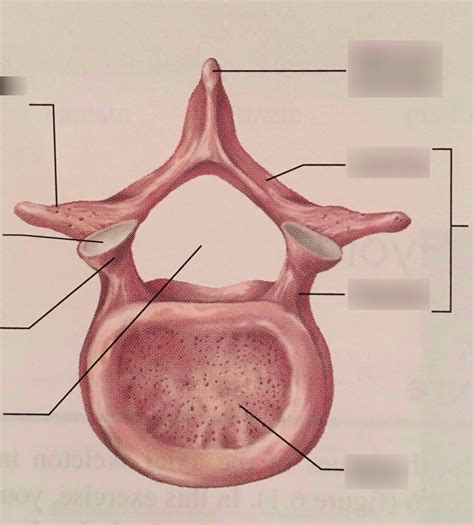Typical Vertebra Superior View Diagram Quizlet