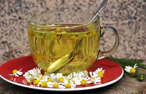 Artemisa Sus Grandes Beneficios En La Salud
