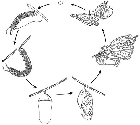 Dibujos De Ciclo De Vida De La Mariposa Monarca Para Colorear Para