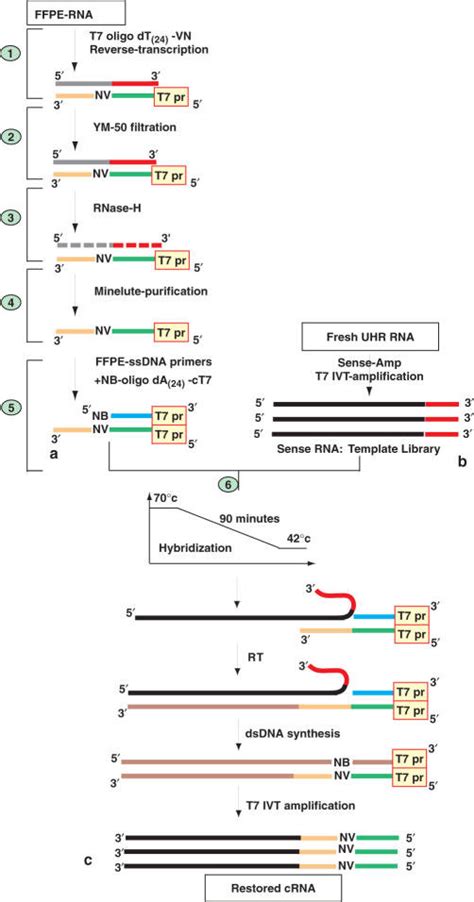 Complementary Template Reverse Transcription CT RT Of Single Stranded