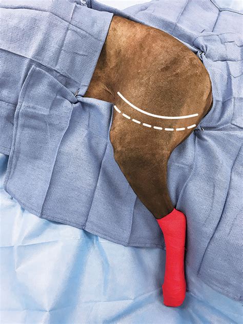 Canine Pelvic Limb Amputation Clinician S Brief