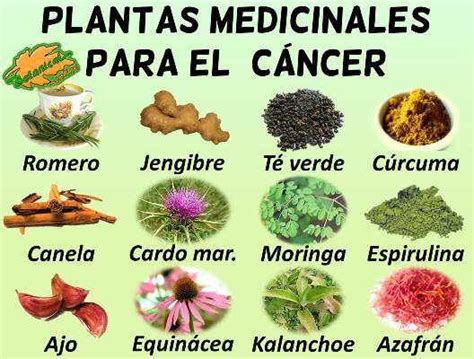 Vive Sana Plantas medicinales para tratar el Cáncer